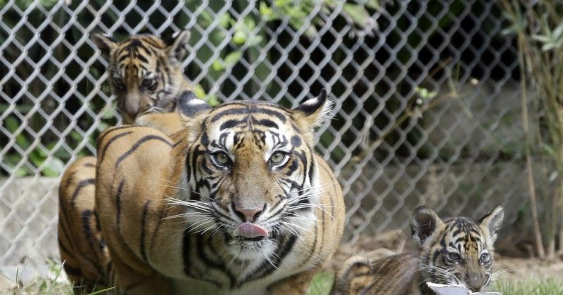 Global Tiger Day: Conservation And Development Of Tigers Can Take Place ...