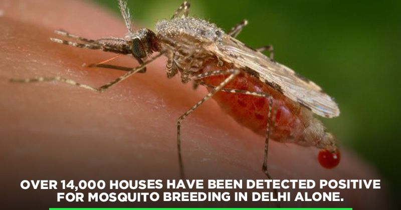 Here’s Everything You Need To Know To Prevent And Deal With Deadly ...