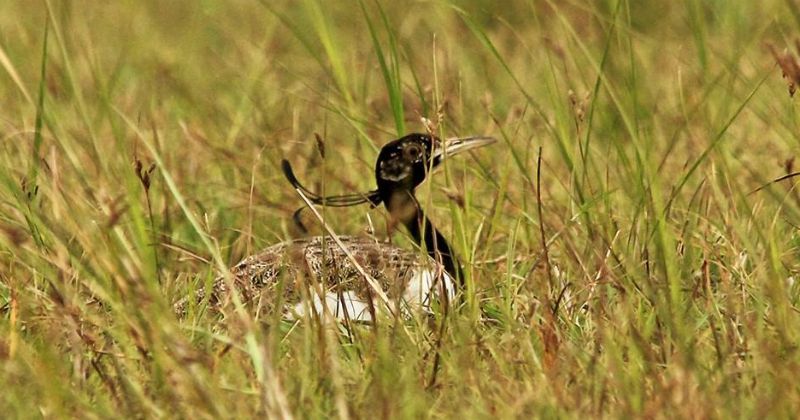 Endangered Lesser Florican Spotted In Gurugram, But It Could Be Too ...