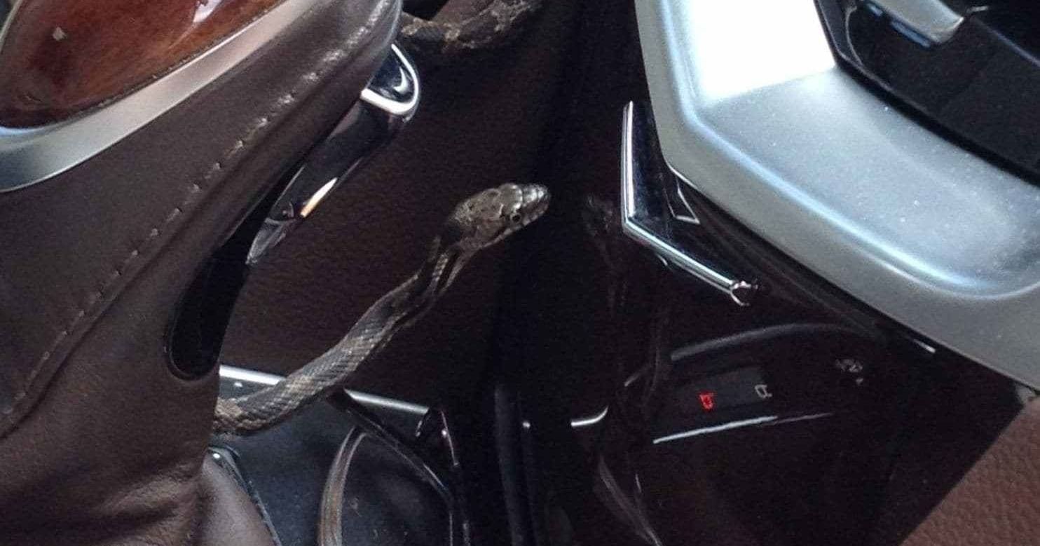Woman Driver Finds Surprise Passenger In The Car, A Poisonous Snake ...