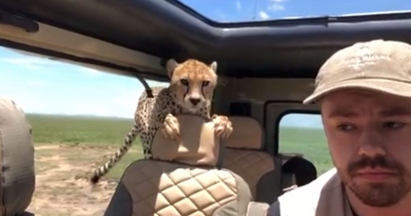 A Very Curious Cheetah Joins Tourists On Their African Safari After ...