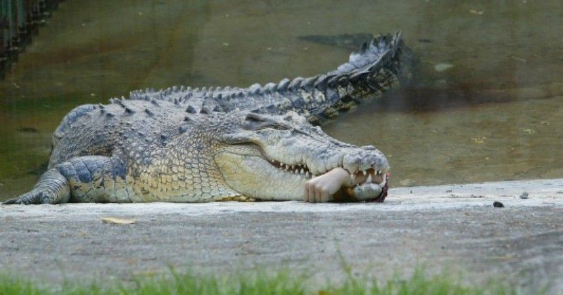 Worker Goes Missing, Found In 20-Ft Long Crocodile's Stomach