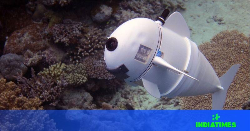 MIT Built A Remote-Controlled Robot Fish That's Helping Us Save Our ...