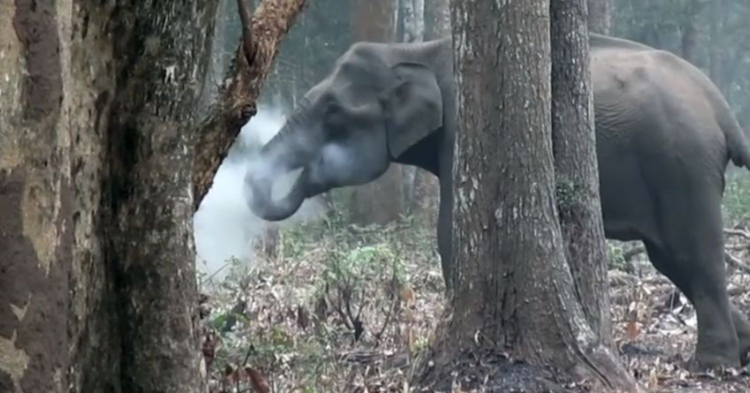 People Were Shocked To Find This Elephant Smoking In The Woods. But ...