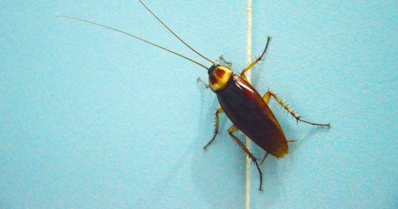 Dust And Cockroaches Are The Biggest Cause Of Allergic Asthma In India ...