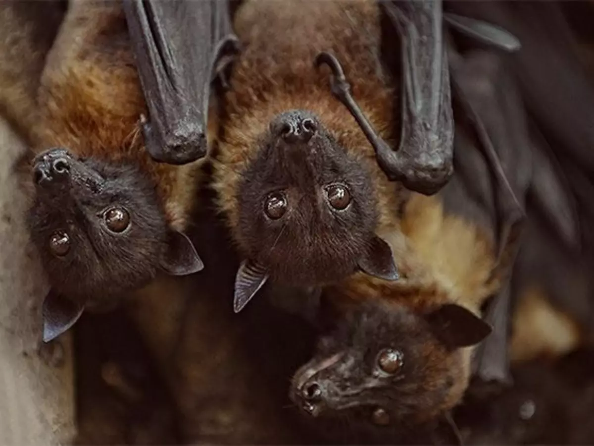 Nipah Virus Scare In South India, No 'Vegetarian Day' On Gandhi Jayanti ... Nipah Virus Scare In South India, No 'Vegetarian Day' On Gandhi Jayanti ...