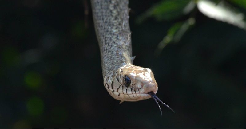 Bengal Artiste Uses Snake As Prop In Dance, Gets Bitten, Dies During ...