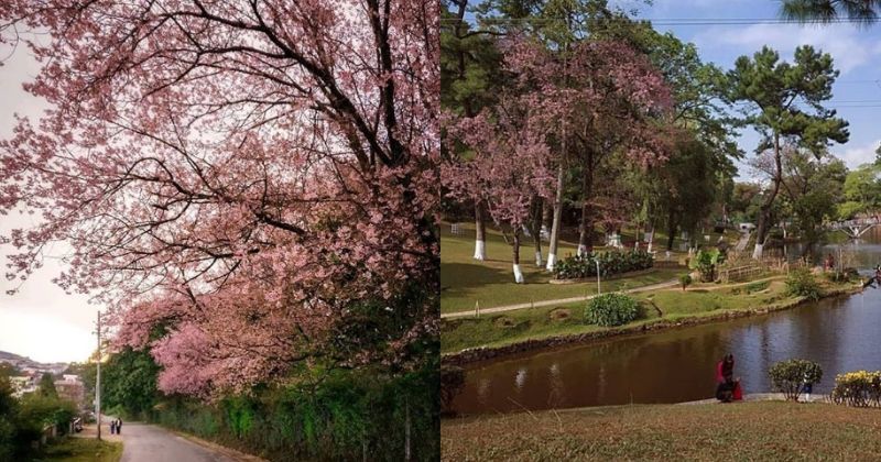India International Cherry Blossom Festival Kicks Off In Shillong & The ...