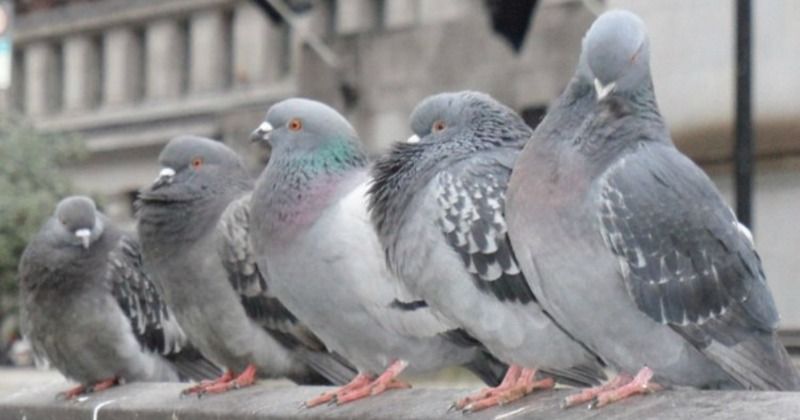 This Guy’s Rant About Dealing With Pigeon Shit All Day Every Day Is Too ...
