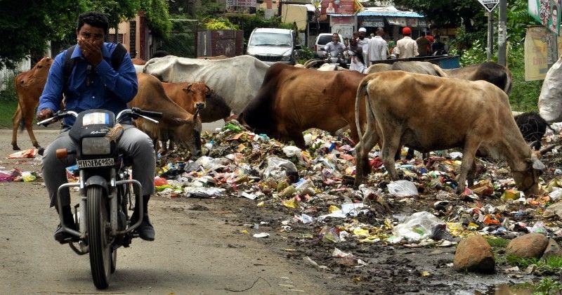 Soon Jamshedpur Will Become India’s First ‘Cow-Dung Free City’