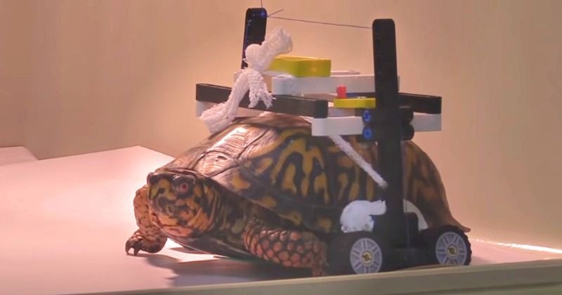 Watch This Turtle Roam Around In Its Own Tiny Wheelchair Made Of LEGOs!
