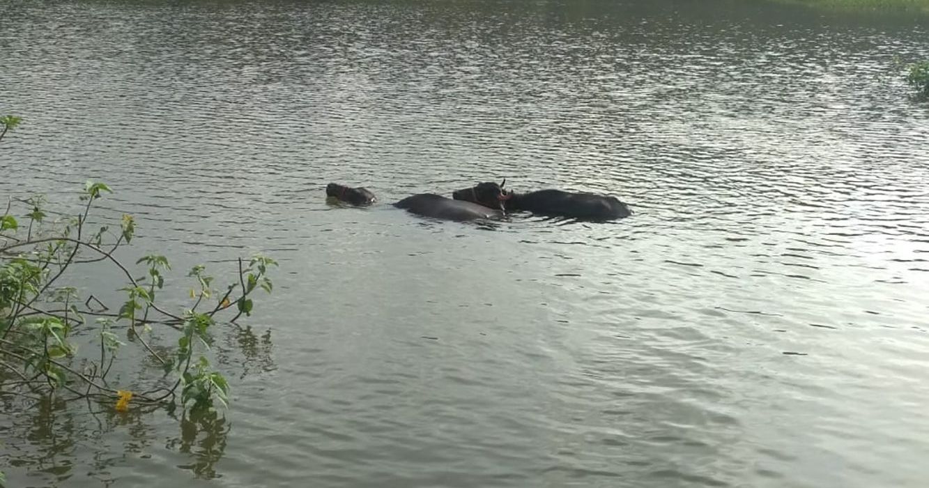 Percolation Tanks In Kolhapur Village Save Women's Efforts In Search Of ...