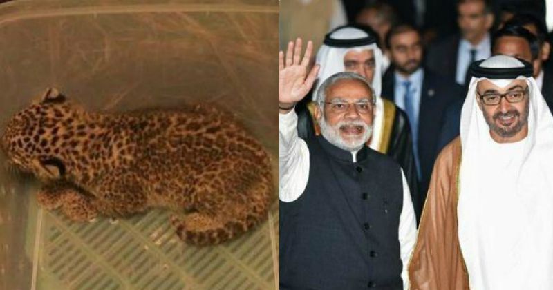 UAE Honours PM Modi With 'Zayed Medal', 5 Leopard Cubs Burnt Alive ...
