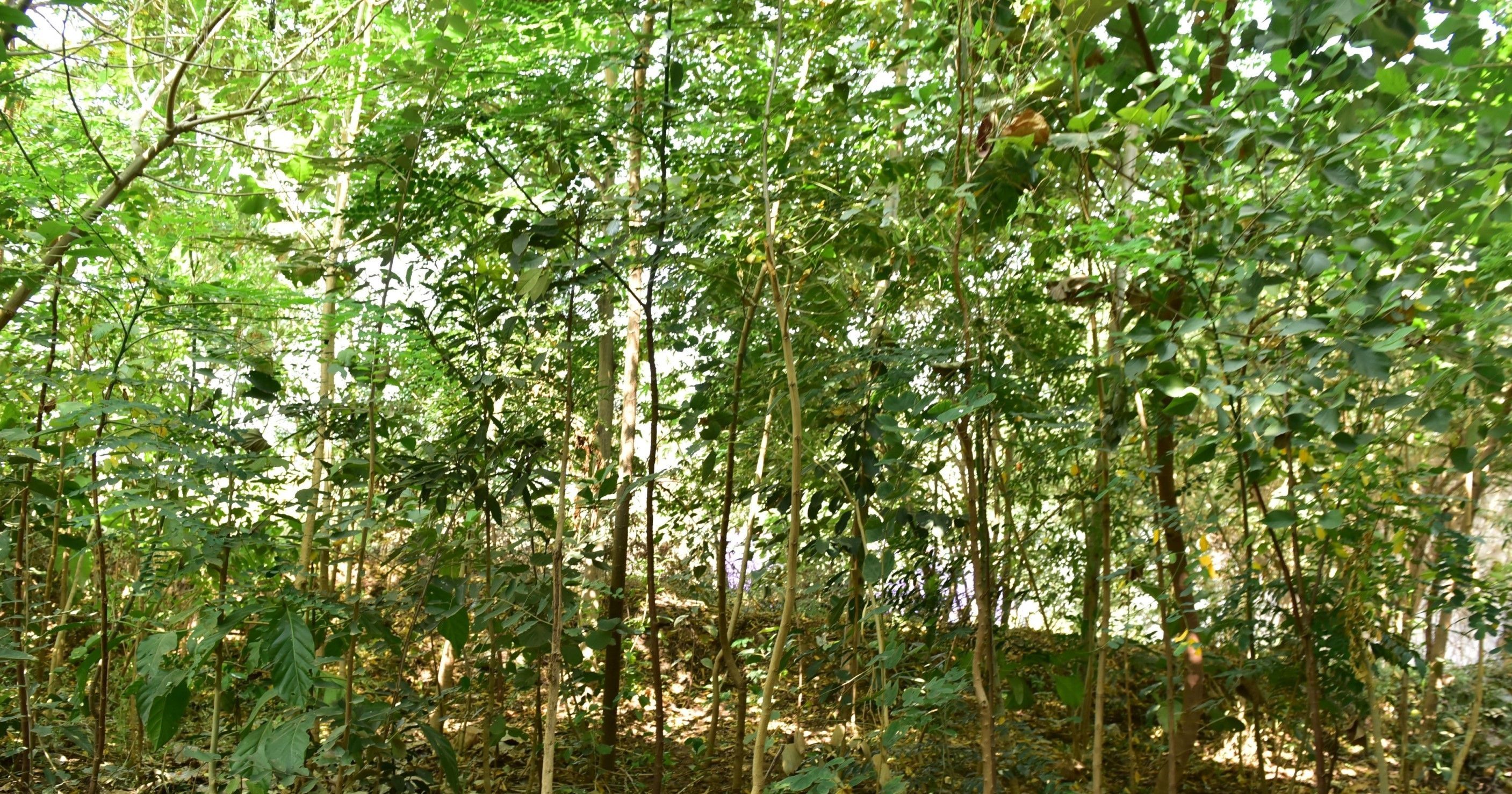 Mumbai Gets Its First Miyawaki Forest