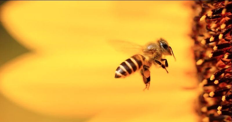 We Have Decoded Language Of Honeybees, And Know Exactly What They Talk ...