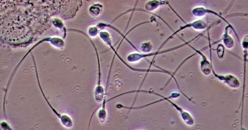 Scientists Have Developed A 'Lifelike' DNA Material That Grows New ...