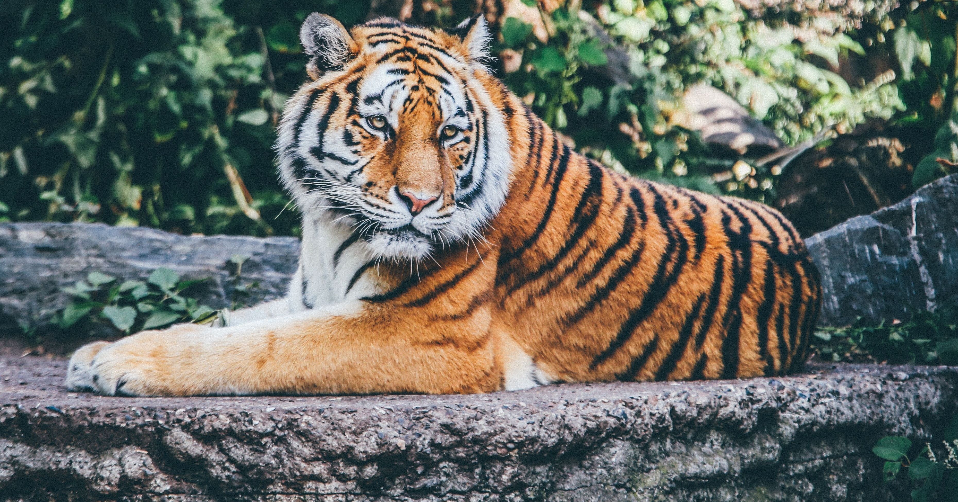 One Million Species Risk Extinction Thanks To Us Humans