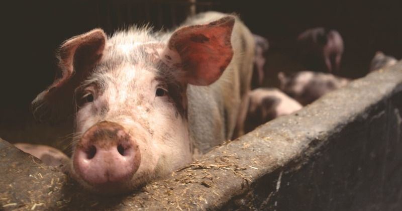 Scientists Revive Brain Cells In Pigs Hours After They Died, And It ...