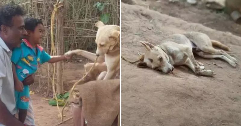 Heartbreaking! Dog Dies Of Snakebite While Saving His Owner From ...