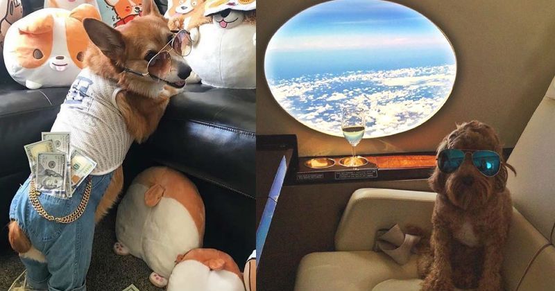 Oddly Obsessed: These Rich Dogs Of Instagram Are Living A More Lavish ...