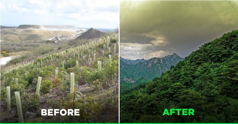 Chinese Payment App AliPay Got Users To Plant 100 Million Trees Across ...