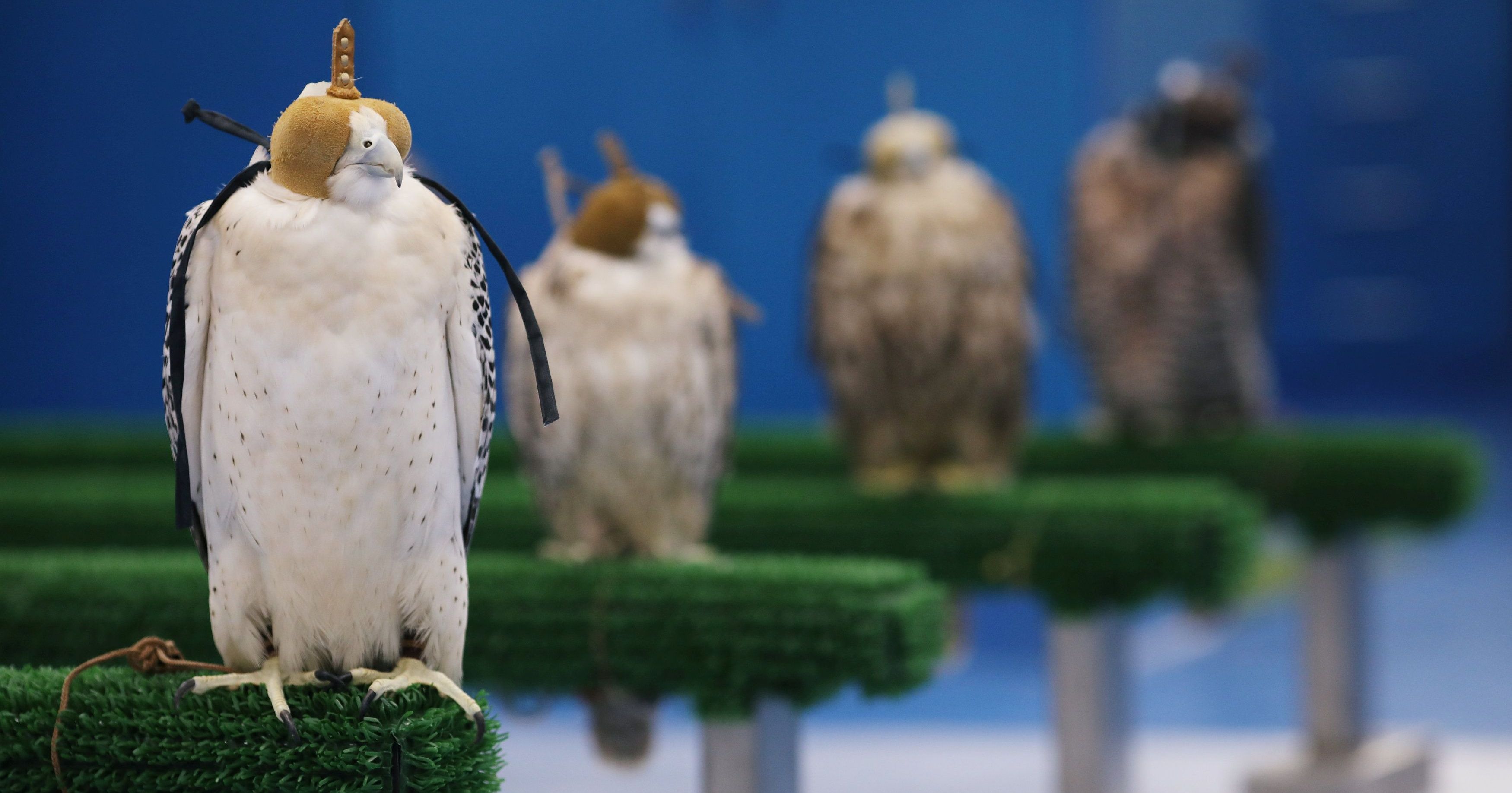 A Sneak Peek Inside The World's Largest Falcon Hospital In Abu Dhabi