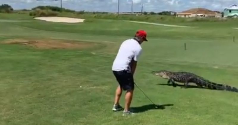 This Golfer Was More Worried About His Shot Than Getting Eaten By ...