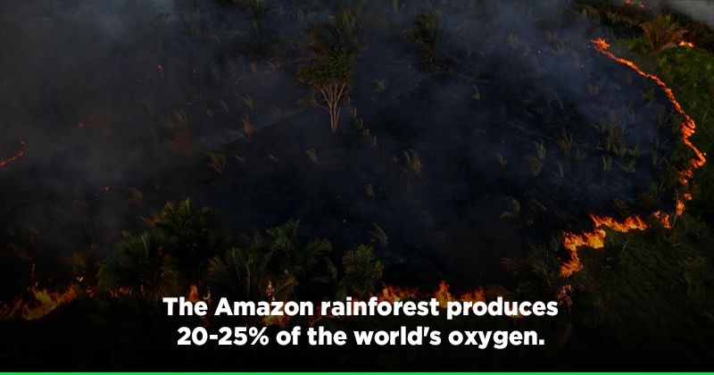 The Amazon Rainforest Is In Serious Danger, And Why Protecting It Is ...