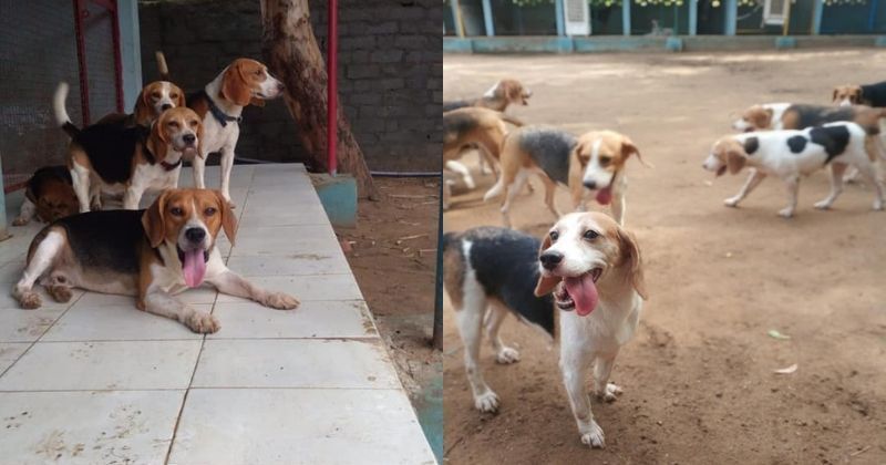 21 Beagles Are Looking For Their Forever Homes, You Think You Can ...