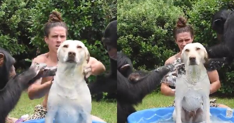 Two Chimpanzees Giving A Bath To A Dog Is The Only Video You Need To ...