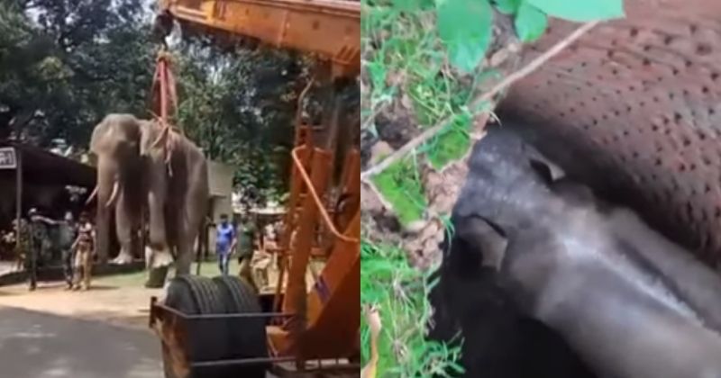 Elephant Calf Falls Into 20ft-Deep Well After Wandering Away From Herd ...
