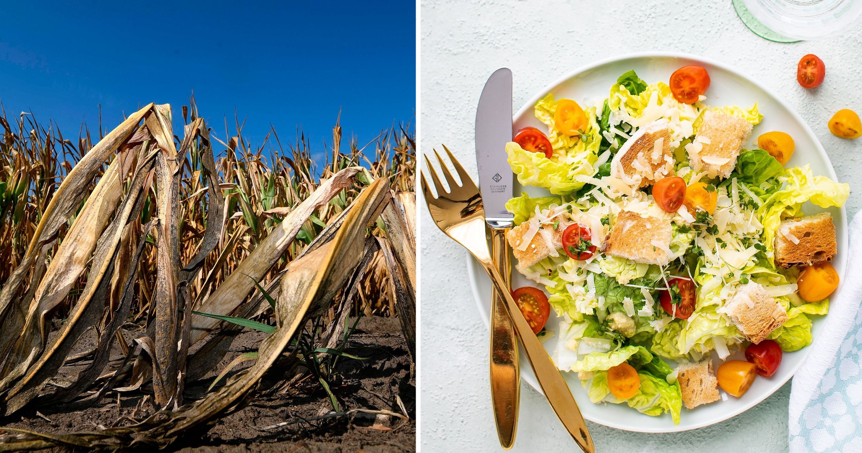 What Will We Eat After All Food Sources Vanish Due To Climate Change