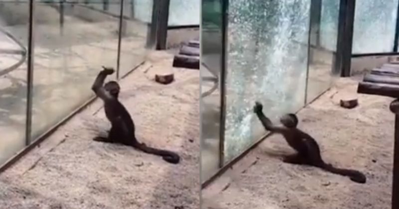 Video Shows Monkey Trying To Escape China Zoo By Repeatedly Hitting ...