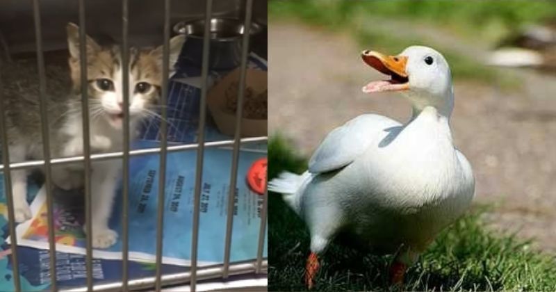 Quacat Quacat: This Kitten Quacks Like A Duck Instead Of Meowing & We ...