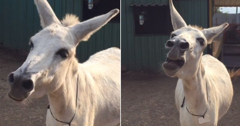 Meet Emily, Pune's Singing Donkey Whose 'Melodic Braying' Made Her An ...