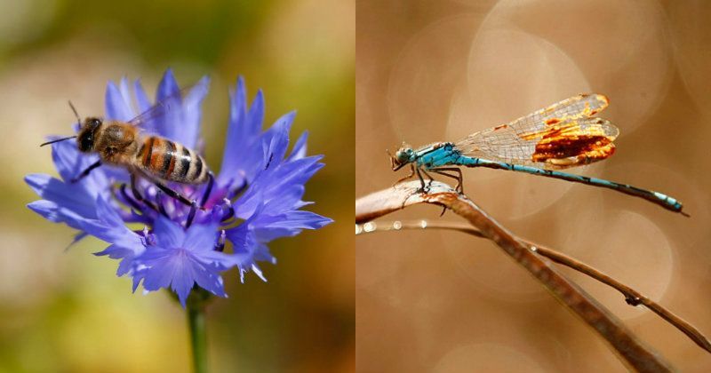 All Insects Will Be Extinct Within 100 Years, Due To Heavy Use Of ...