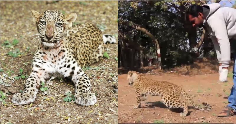 This 7-Month-Old Leopard Was Paralysed In An Accident, Now She’s ...