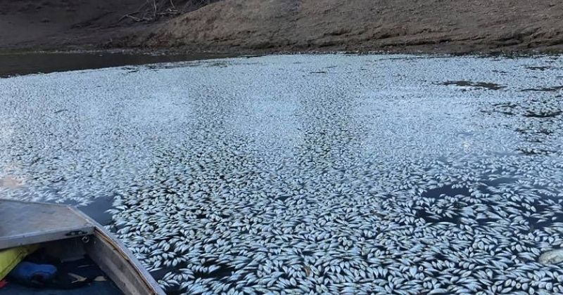 A Heartbreaking Carpet Of Carcasses: Hundreds Of Thousands Of Fish ...