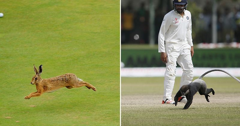 20 Photos Which Perfectly Depict When Animals Interrupt Sports