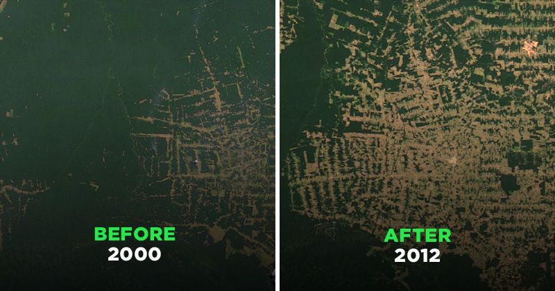 Pictures The Real Face Of Deforestation In Amazon Rainforest
