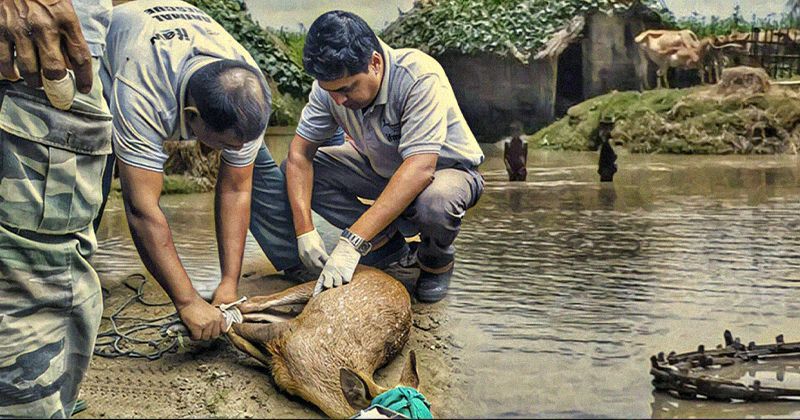 Meet The Selfless Men Working 24x7 To Save Wild Animals From Assam Floods