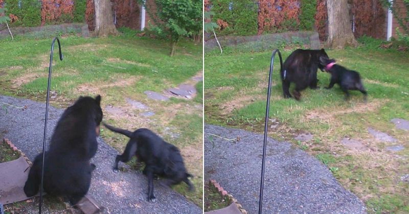 Good Job Doggo: Brave Dog Fights Off Bear That Walked Into Yard & Saves ...