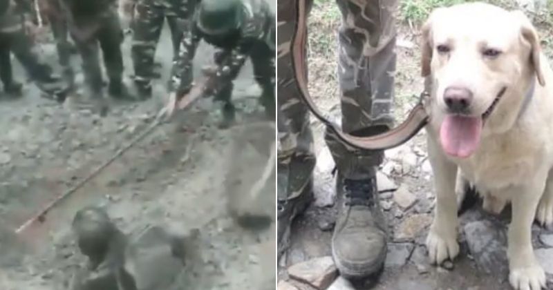 Watch: CRPF Dog Ajaxi Rescues Man Buried Under Debris In Jammu And ...