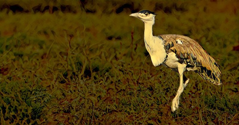 Govt Swings Into Action To Save Critically Endangered Great Indian Bustard, Only 130 Remaining