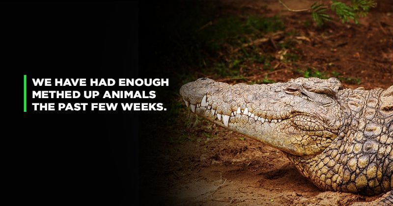 The Stealthy Mastery of Crocodiles: Nature’s Ultimate Survivor – New ...