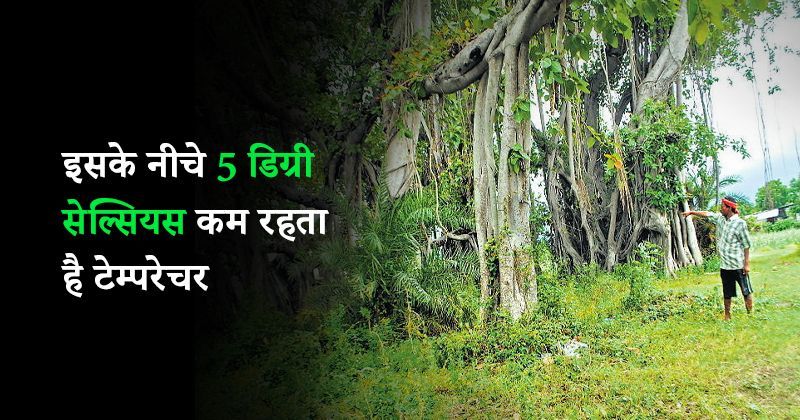 बिहार के गोपालगंज में 1 बीघे में फैला 200 शाखाओं वाला पेड़, इसके नीचे ...