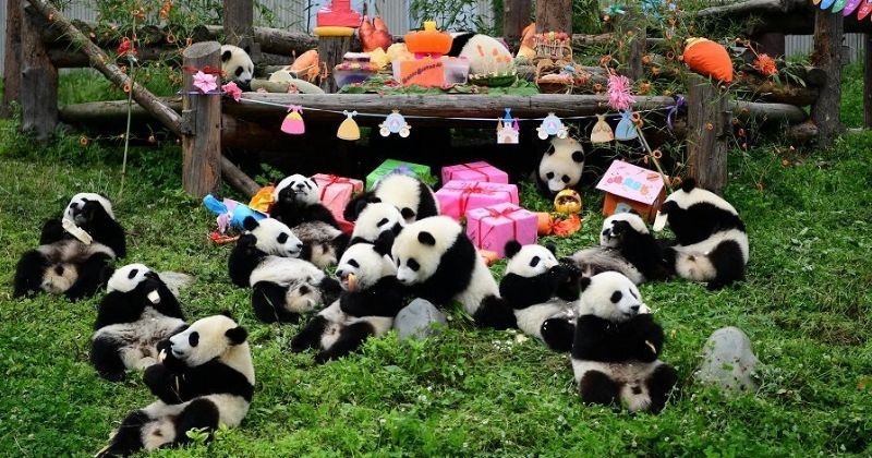 What's Cuter Than A Panda? 18 Pandas Celebrating Their First Birthday ...