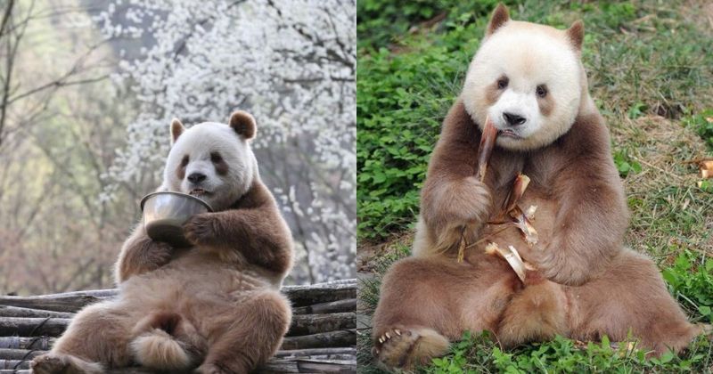 Meet Qizai, World's Only Brown Panda Who Despite Being Abandoned ...