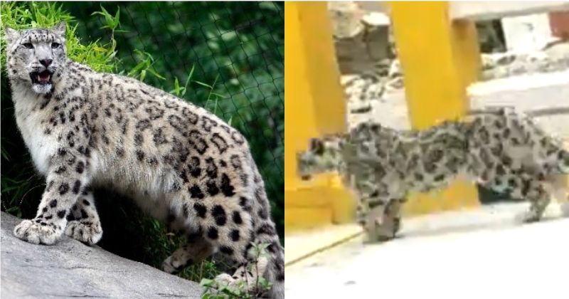 Watch: A Rare Snow Leopard Spotted Taking A Stroll In The Mountains ...