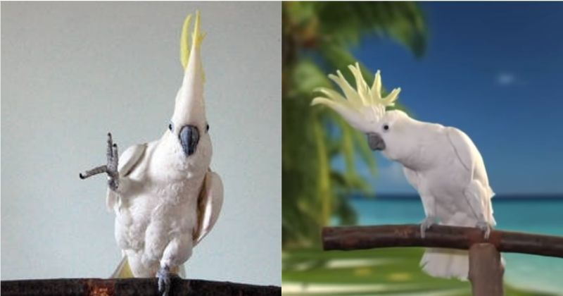 Snowball The Cockatoo Taught Himself 14 Dance Moves & Grooves To ...